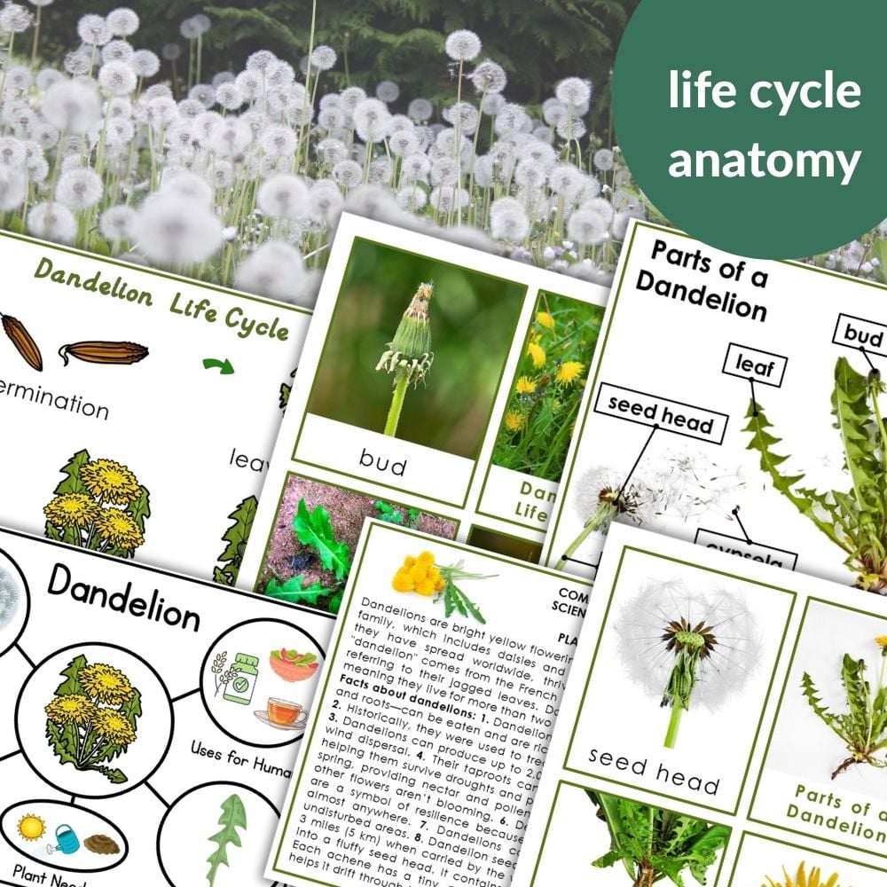 Parts of a Dandelion Life Cycle Activities - Montessori Nature