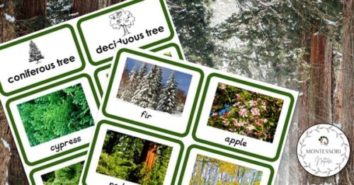 Free Printable - 10 Deciduous Trees and 10 Coniferous Trees Sorting ...