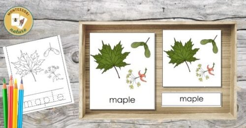 Free Printable - Living and Non-Living Things in Nature Sort ...