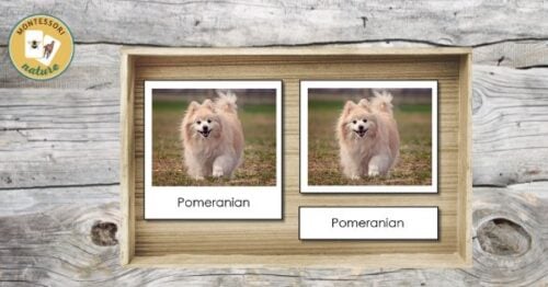Free Printable – Dog Breeds 3-Part Cards - Montessori Nature
