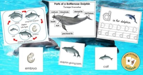 Parts of a Bottlenose Dolphin and Dolphin Life Cycle Activities ...