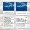 Dolphins and Whales Safari Toob 3 Part Cards Editable - Montessori Nature