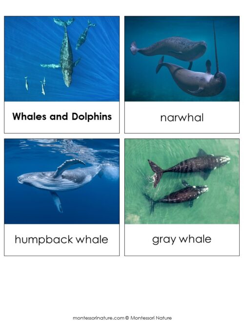 Dolphins and Whales Safari Toob 3 Part Cards - Montessori Nature Printables