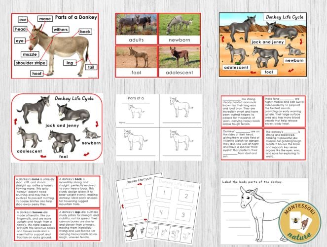 Parts of a Donkey Life Cycle Activities - Montessori Nature