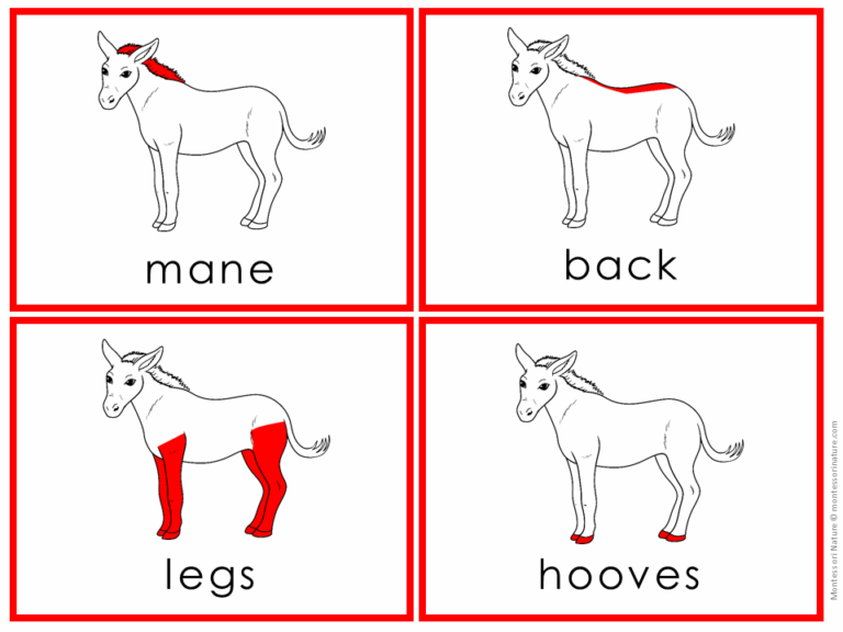 Parts of a Donkey Life Cycle Activities - Montessori Nature