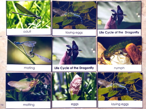 Parts of a Dragonfly Life Cycle Nomenclature 3 Part Cards