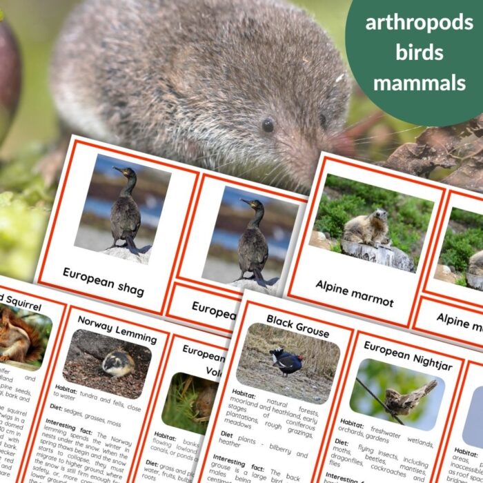 45 Animals of Europe: 3 Part Cards & Facts - Montessori Nature