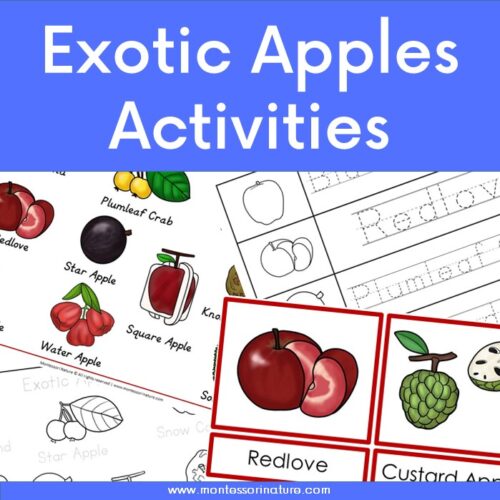 Free Printable - Types of Exotic Apples 3-Part Cards, Posters, Student ...