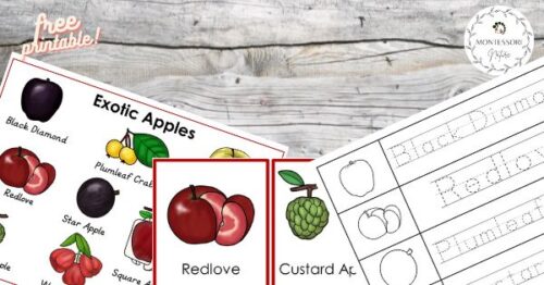 Free Printable - Types of Exotic Apples 3-Part Cards, Posters, Student ...