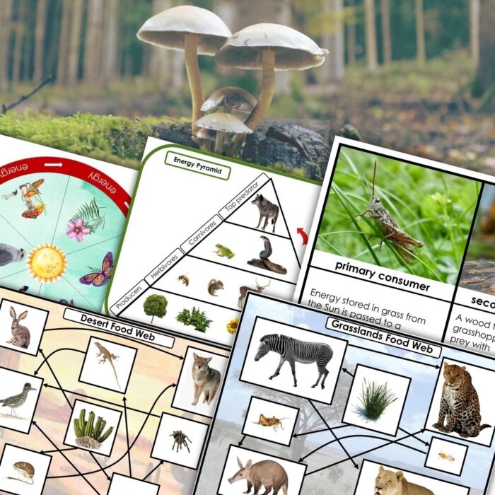 Beaver life Cycle and Parts of a Beaver learning Hands-on Printables ...