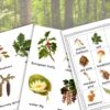 In the Forest: 3 Part Cards Nature Journal Forest Quest - Montessori Nature