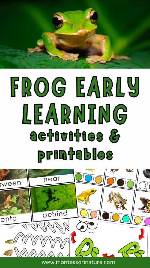 Frog Life Cycle - Early Learning Activities and Printables - Montessori ...