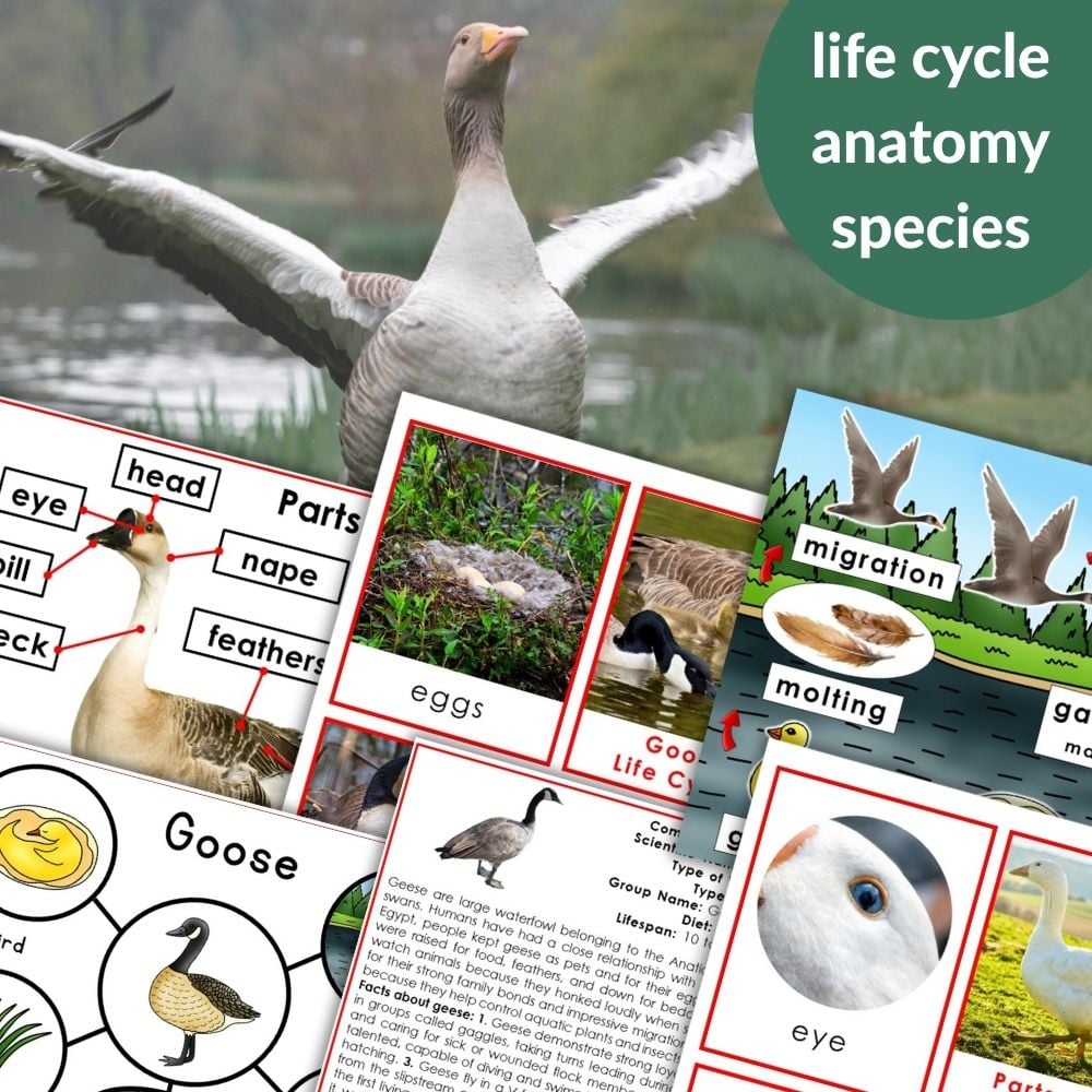 Tag: Life Cycle - Montessori Nature