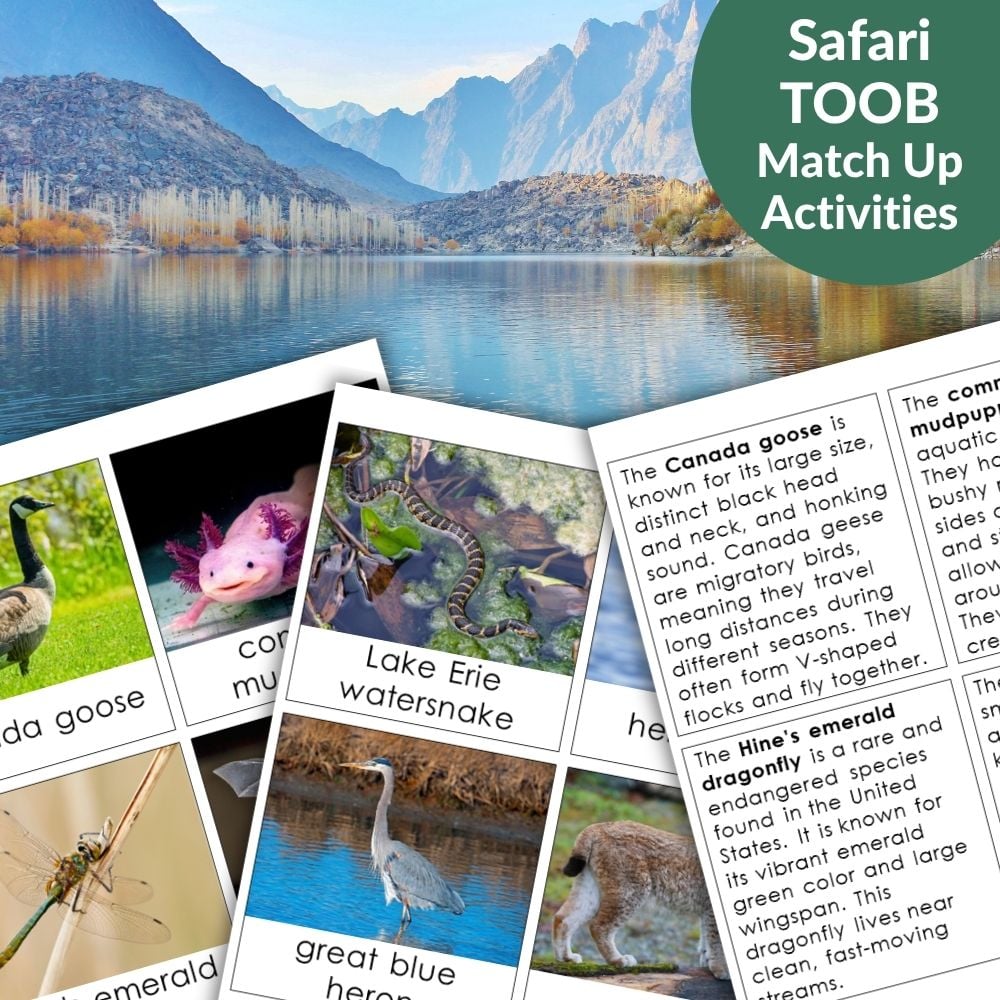 Great Lakes: Safari TOOB Compatible 3 Part Cards & Facts - Montessori ...