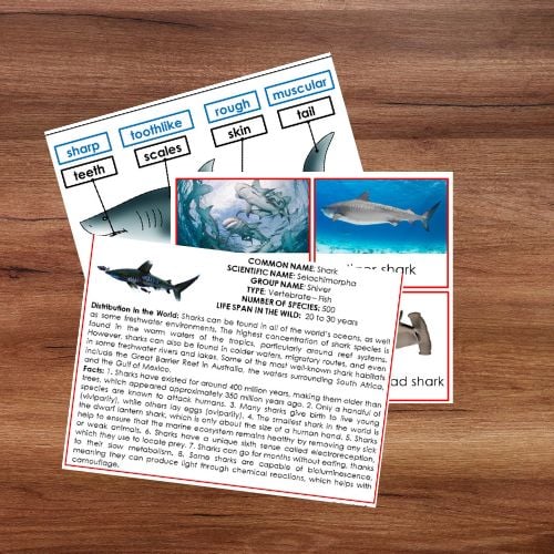 Parts of a Great White Shark Life Cycle Activities - Montessori Nature