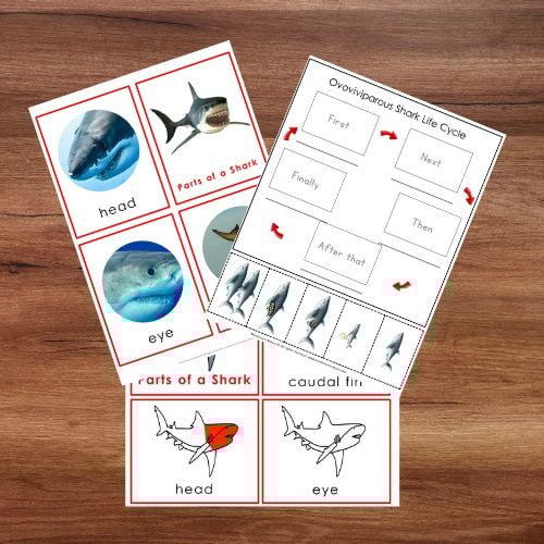 Parts of a Great White Shark Life Cycle Activities - Montessori Nature