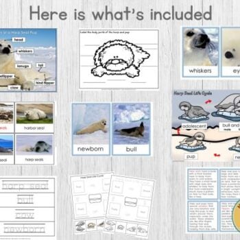 Parts of Seal Life Cycle Types Nomenclature 3 Part Cards Facts ...