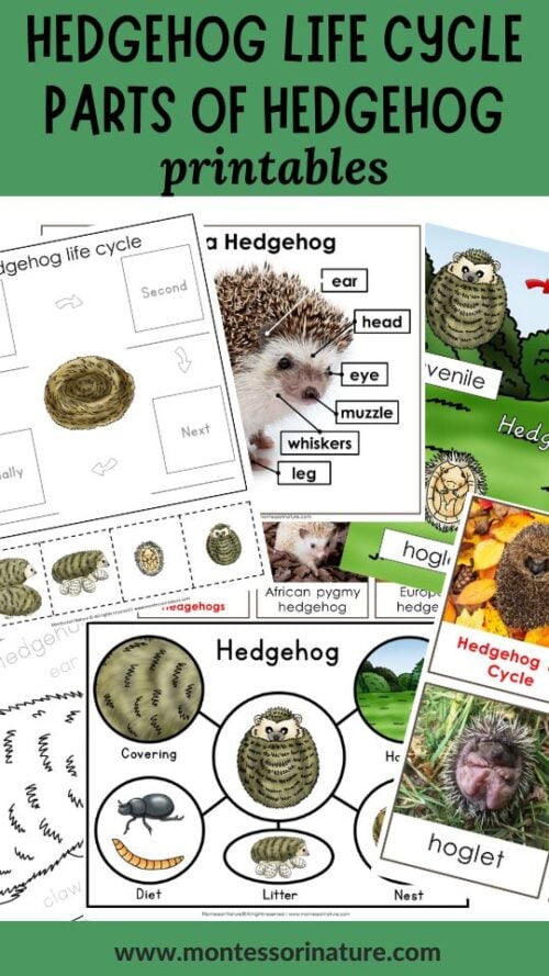 Hedgehog Life Cycle and Parts of a Hedgehog Activities - Montessori Nature