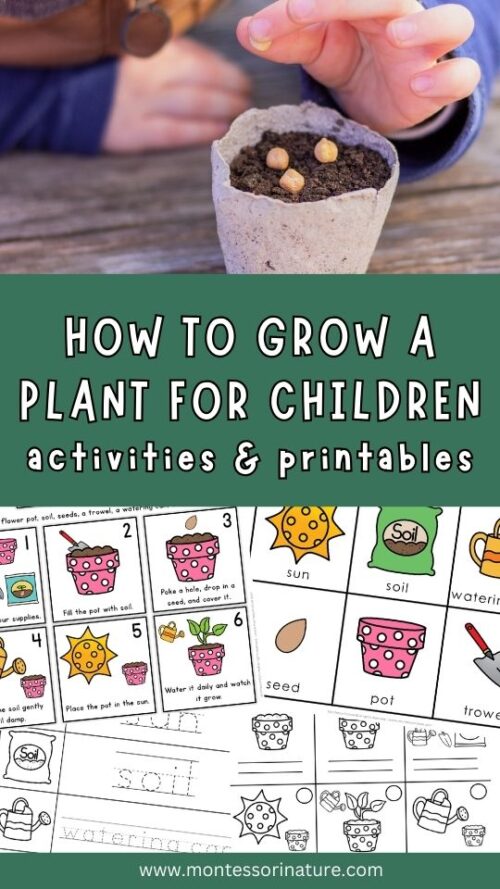 How to Grow a Plant for Children - Printables and Hands on Activities ...