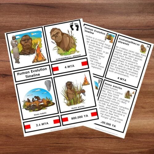 Human Evolution Timeline Characteristics - Montessori Nature
