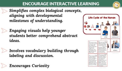 Life Cycle of the Human Montessori Anatomy 3 Part Cards