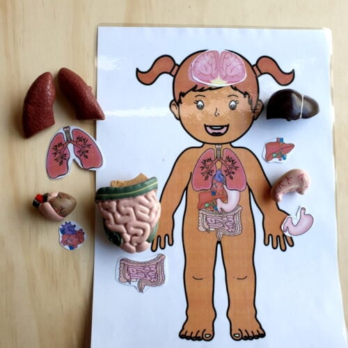 Human Body and Doctor’s Office Activities for Preschoolers and ...