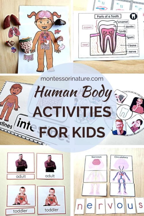 Human Body and Doctor’s Office Activities for Preschoolers and ...