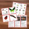 Insects and Other Invertebrates 3-Part Cards Information - Montessori ...