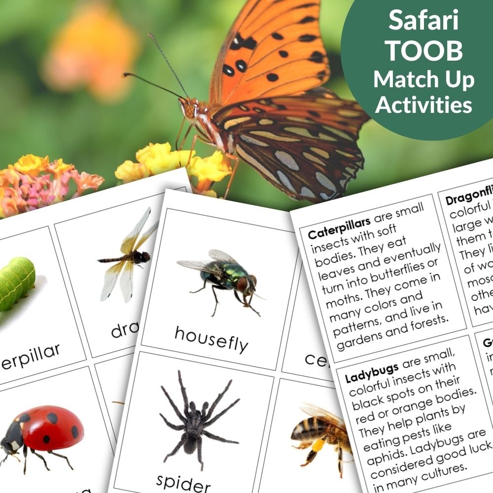 Insects and Crawling Creatures Printable to go along with Safari Toob ...