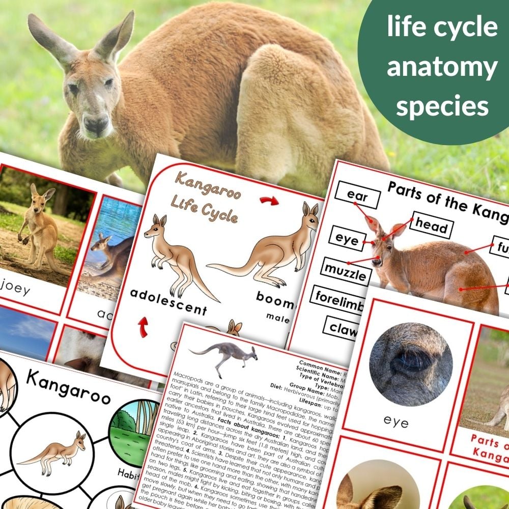 Tag: Life Cycle - Montessori Nature