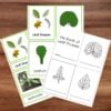 Leaf Shapes 3 Part Cards Information Worksheets - Montessori Nature
