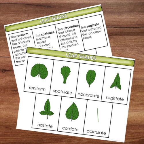 Leaf Shapes 3 Part Cards Information Worksheets - Montessori Nature