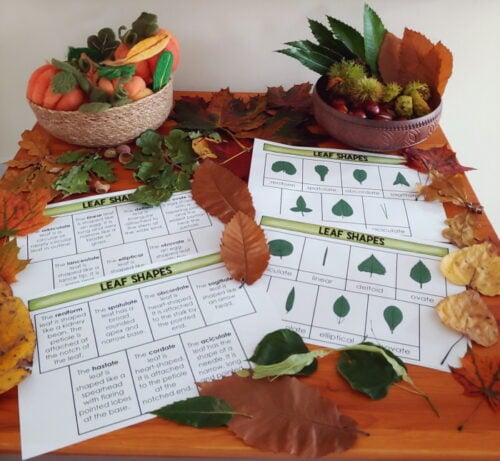 Learning about Leaves with Leaf Printables - Montessori Nature