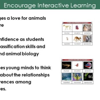 Characteristics of Vertebrates Pack - Montessori Nature