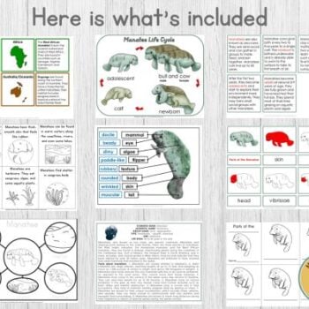 Parts of Manatee Life Cycle Types Nomenclature 3 Part Cards Facts ...