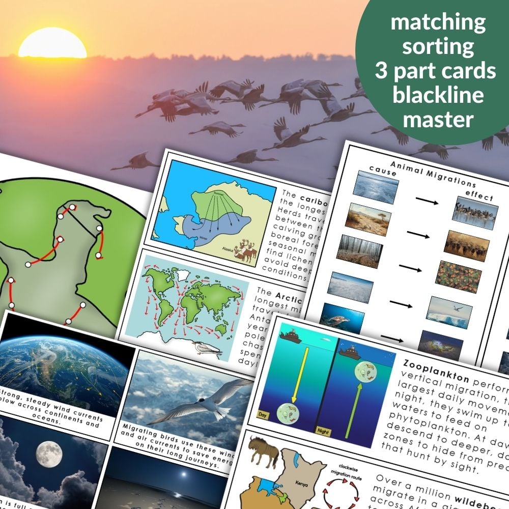 Animal Behavior - MIgration Learning Activities and Printables ...