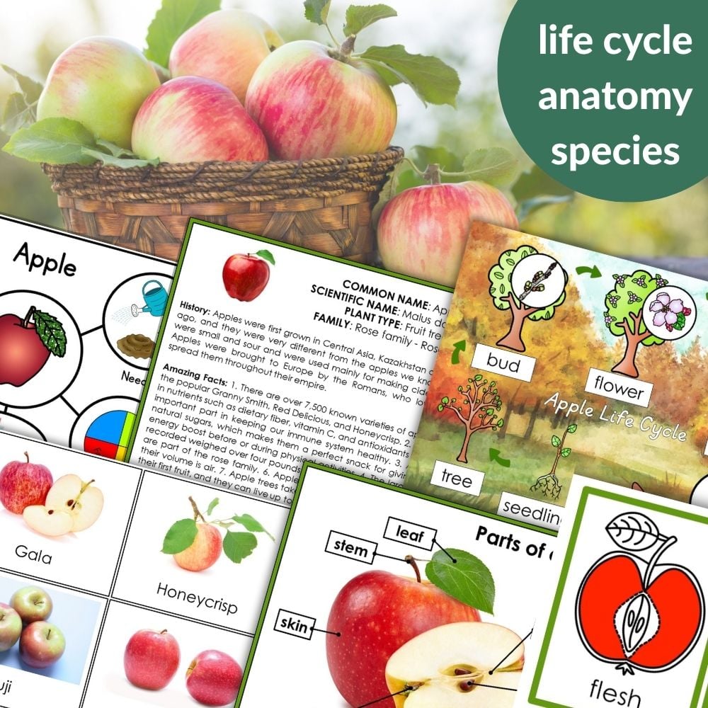 Apple Life Cycle And Parts Of An Apple Hands-on Activities - Montessori ...