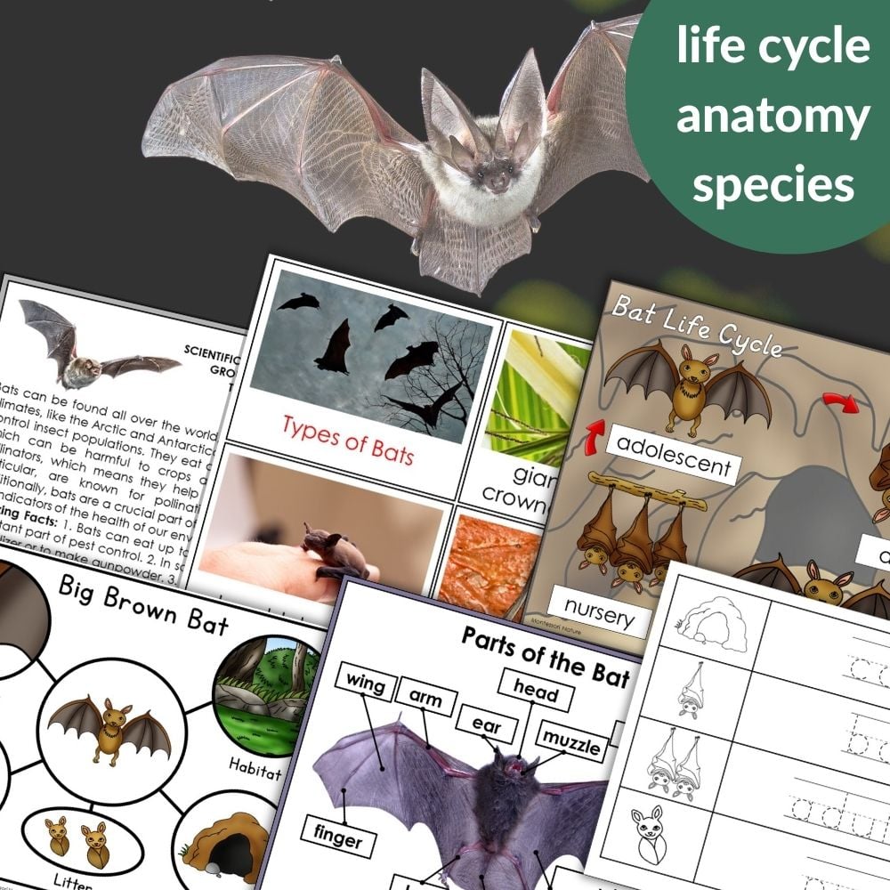 Parts of a Bat Life Cycle Activities - Montessori Nature