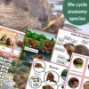 Parts of a Beaver Life Cycle Activities - Montessori Nature
