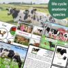 Cow Life Cycle Parts of a Cow Activities - Montessori Nature