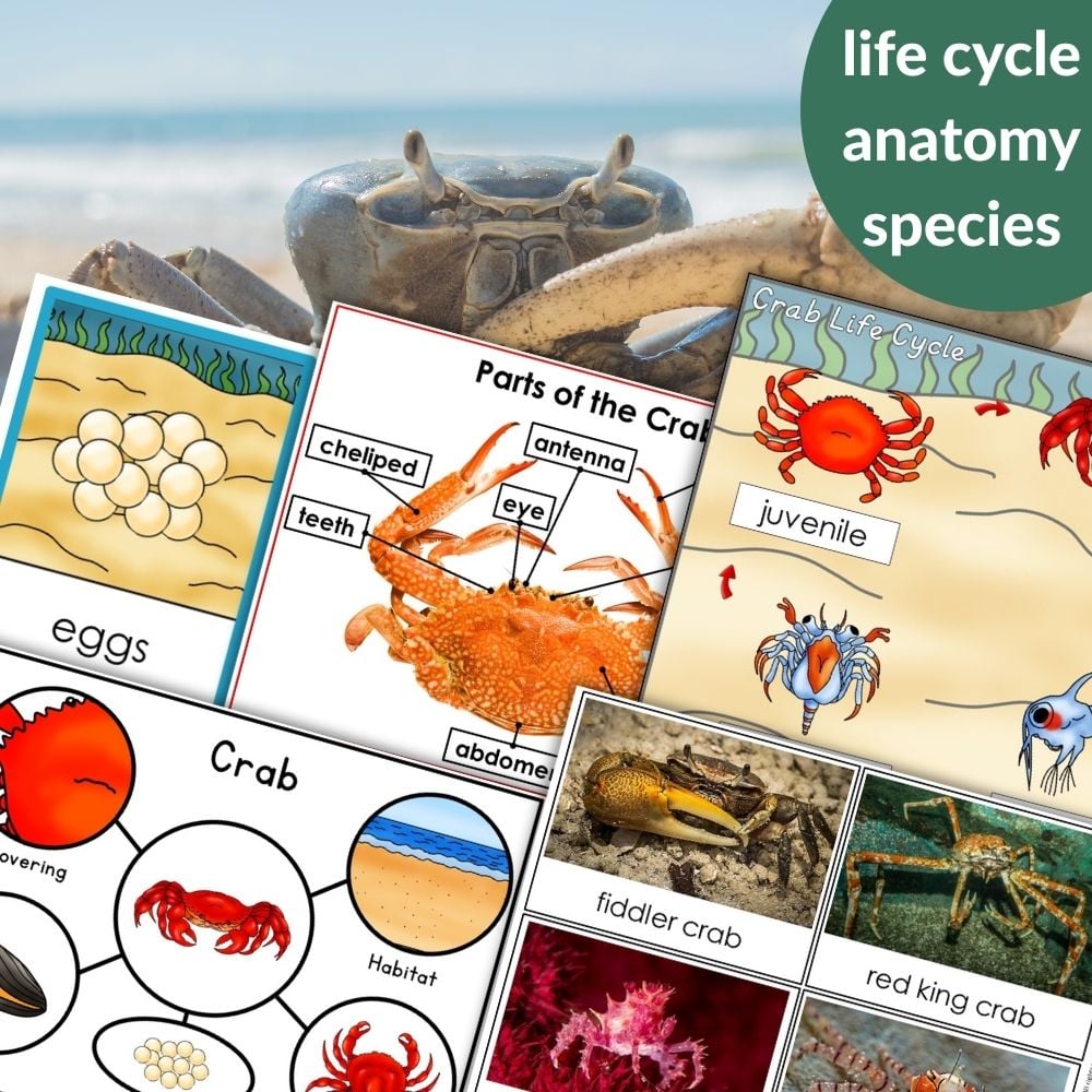 Parts of a Crab Life Cycle Activities - Montessori Nature