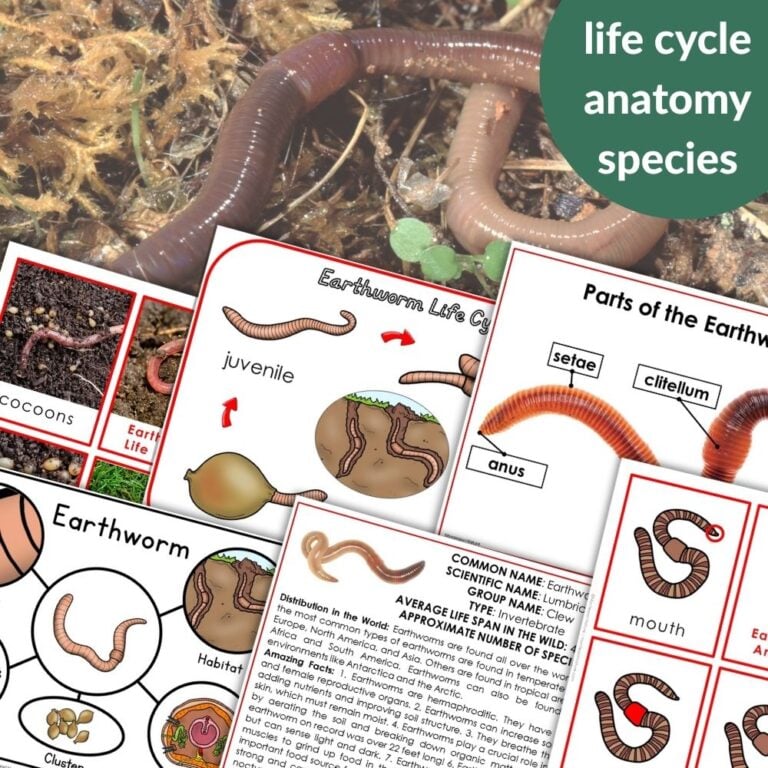 Parts of an Earthworm Life Cycle Activities - Montessori Nature