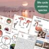 Capybara Learning Activities and Printables - Montessori Nature