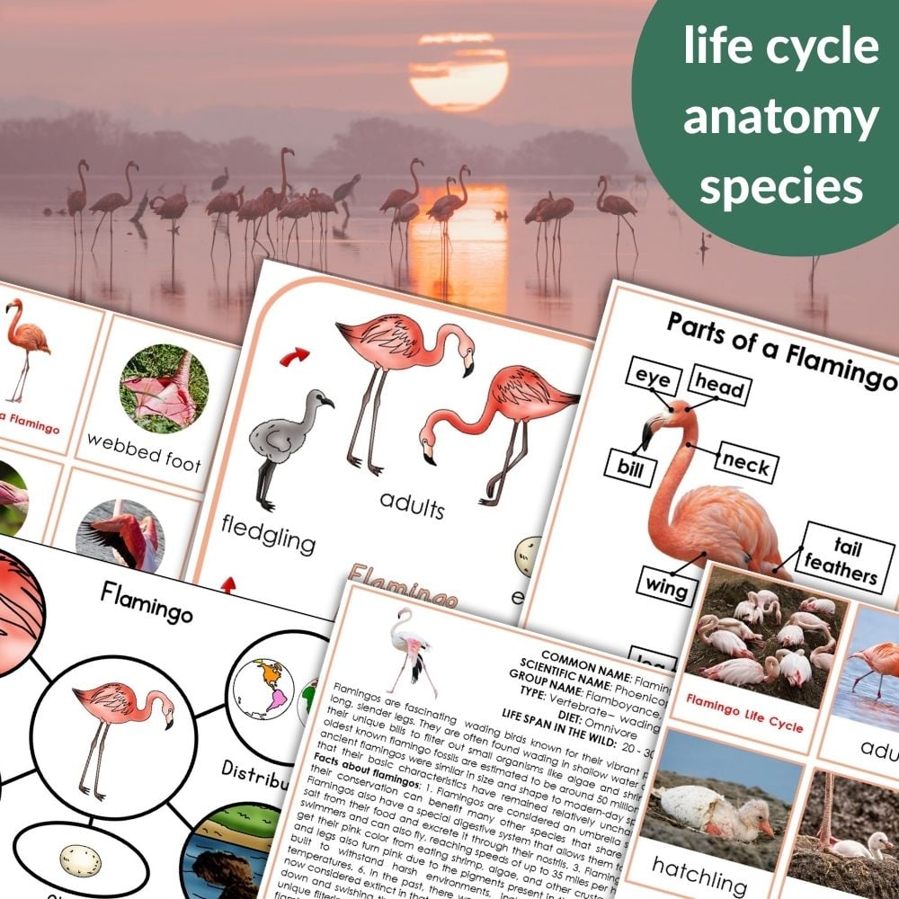 Parts of a Flamingo Life Cycle Activities - Montessori Nature