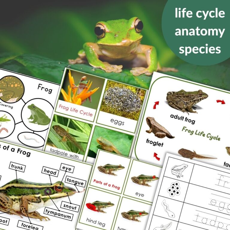 Frog Life Cycle - Early Learning Activities and Printables - Montessori ...