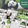Parts of a Giant Panda Life Cycle Activities - Montessori Nature