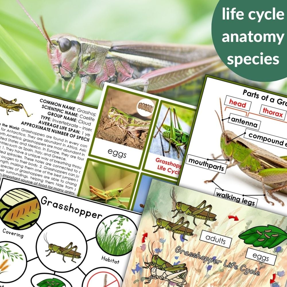 Parts of a Grasshopper Life Cycle Activities - Montessori Nature