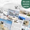 Parts of a Harp Seal Life Cycle Activities - Montessori Nature