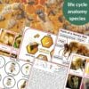 Honey Bee Life Cycle Parts of a Honey Bee Activities - Montessori Nature