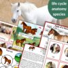 Parts of a Horse Life Cycle Activities - Montessori Nature